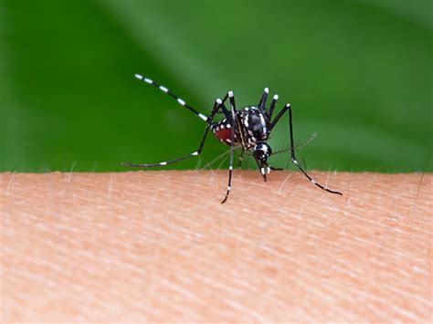 Ibalgin 400 Mg Potahované Tablety Příbalový Leták Zdraví