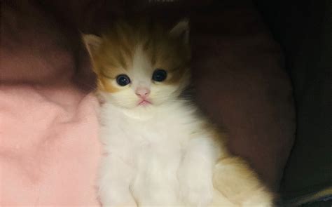 小奶猫的成长日记1哔哩哔哩bilibili
