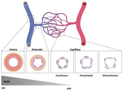 Current Strategies For Engineered Vascular Grafts And Vascularized