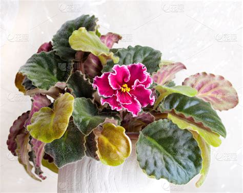 非洲堇 水平画幅 无人 特写 白色 植物 丝绸 植物学 园艺 叶子