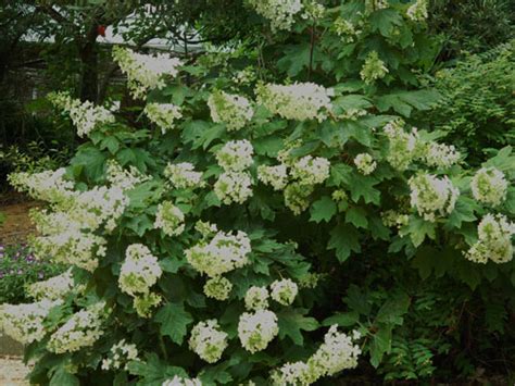 東邦大学薬学部 薬用植物園 見本園カシワバアジサイ