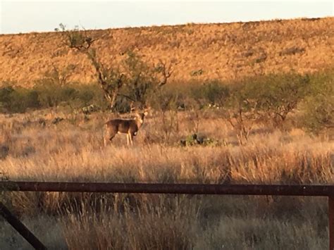 San Angelo Buck Texasbowhunter Community Discussion Forums