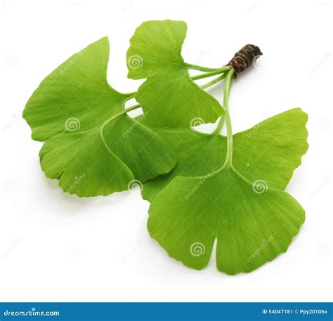 Fogli Di Biloba Del Ginkgo Immagine Stock Immagine Di Estratto