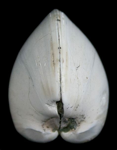 Polished Fossil Clam Small Size 5290 For Sale