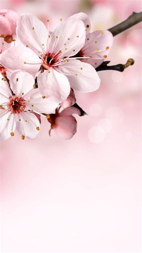 Фон Фотофон Обои Фото Иллюстрация Подложка Картинка Сторис Телефон Эстетика Творчество Цветы