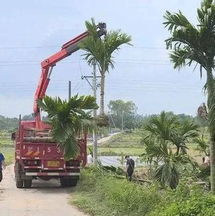 潭门镇加快推进耕地非农化非粮化整治工作 琼海 生产 农田