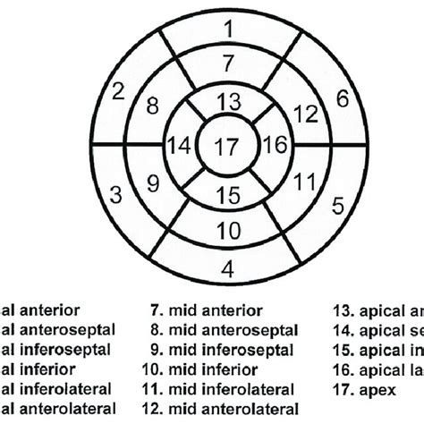 Left Ventricular Segmentation 17 Segment Model [10] Download