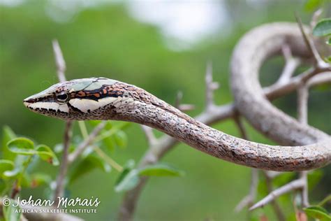 African Snakebite Institute Home Facebook
