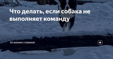 Что делать, если собака не выполняет команду | По жизни с собакой | Дзен