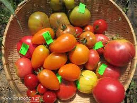 Pomidory Ponad Odmian Bez GMO Nasiona