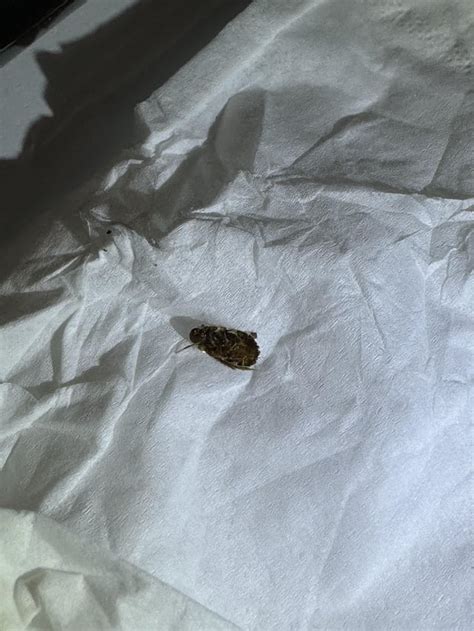 Bedbug Or Roach Rbedbugs