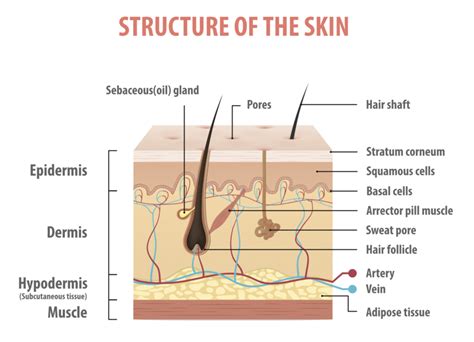 Squalene In Cosmetics Nursing School Survival Subcutaneous Tissue