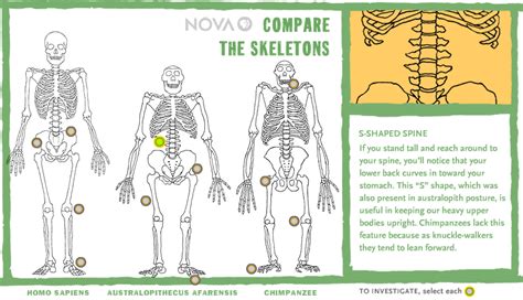 compare the skeletons play online on flash museum 🕹️