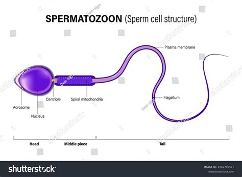 Flagellum Over 742 Royalty Free Licensable Stock Vectors And Vector Art