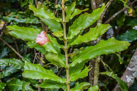 What Does A Macadamia Nut Tree Look Like With Images 🐝 Actionable