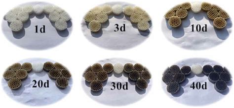 Suspended Carrier Biofilm Hanging Effect In The Start Up Period Download Scientific Diagram