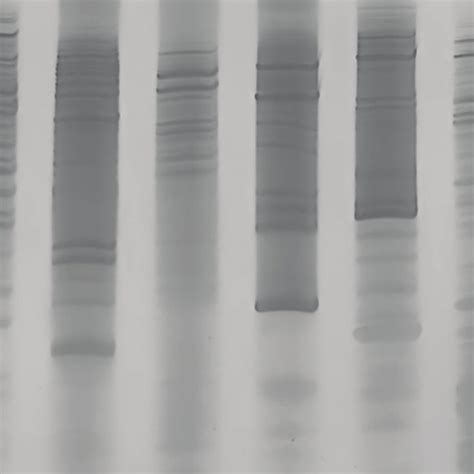 Principle Of The Ssr Marker Download Scientific Diagram