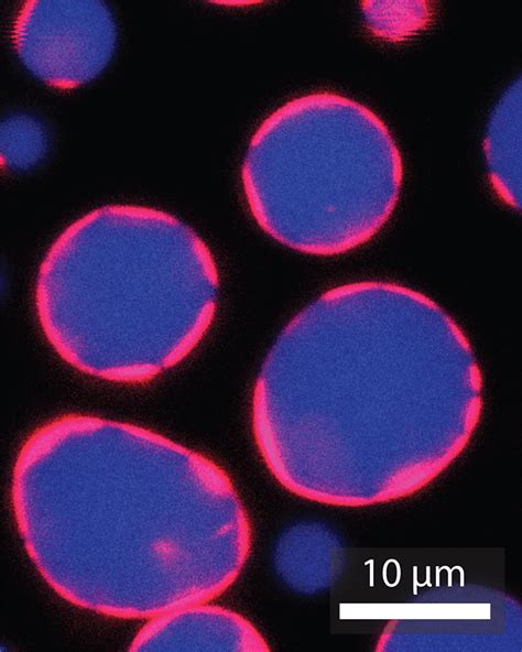 Life Without Lipids Building Toward Artificial Cells