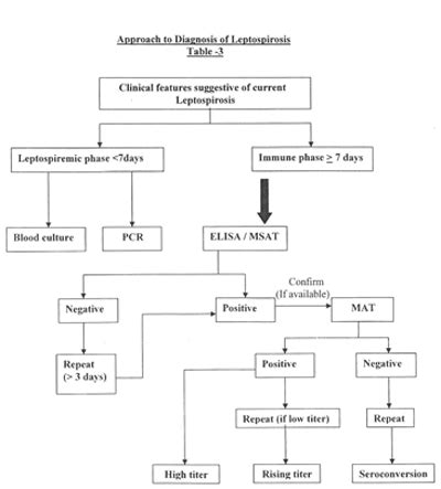 Pin On Leptospirosis Diagnosis