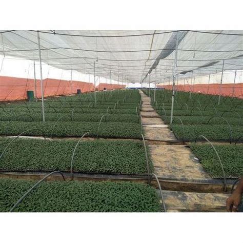Chilli Nursery Net House At ₹ 200 Square Meter नेट हाउस In Indore