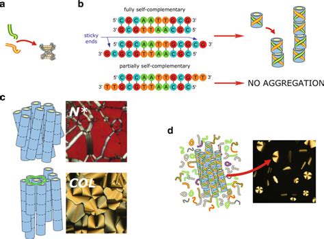Schematic Representation Of Short Dna Self Assembly Stages A Pairing