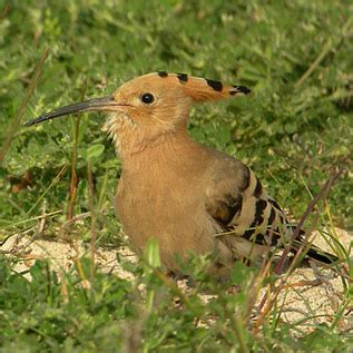 ヤツガシラ野鳥図鑑やちょうずかん