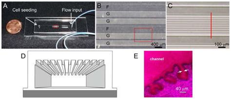 Cooperative Roles Of Biological Flow And Surface Topography In Guiding Sperm Migration Revealed