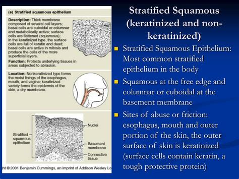 Ppt Simple Squamous Epithelium Powerpoint Presentation Free Download