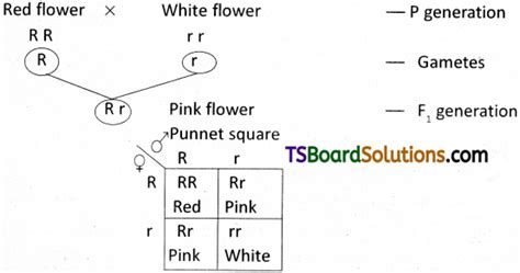 TS Inter 2nd Year Botany Study Material Chapter 9 Principles Of