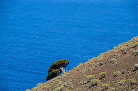 Premium Photo Gnarled Juniper Tree Shaped By The Wind At El Sabinar