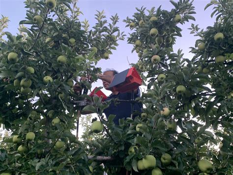 Farmsense Flightsensor Vegetable Growers News