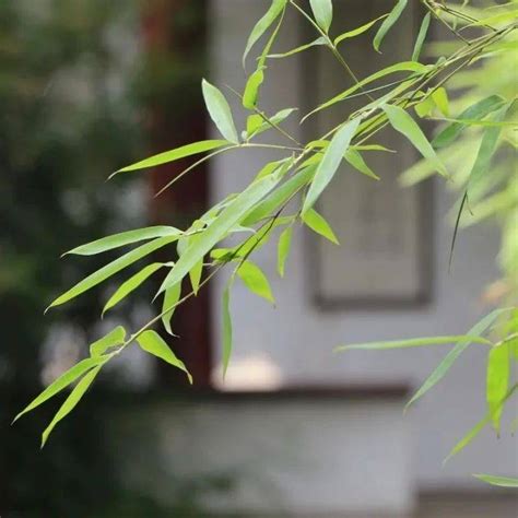 做人当君子君子当如竹一起来品古人的诗中之竹 竹子