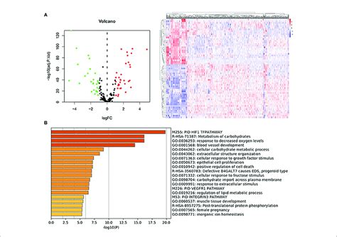DE Hypoxia Related Gene Identification And Enrichment Analysis A