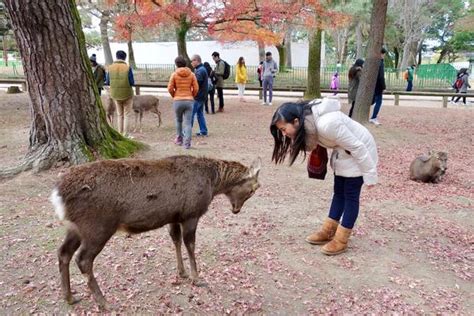 One Week Japan Itinerary That Maximises The Jr Pass Osaka And Surrounds