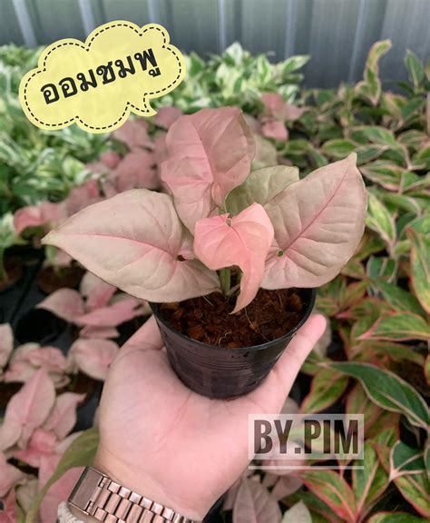 🌱 ไม้มงคล ไม้เสริมโชค ไม้ฟอกอากาศ สวนถาด ไม้นำโชคลาภ