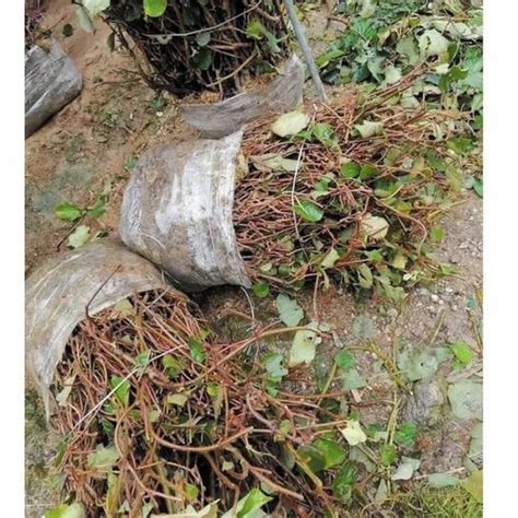 Alison Full Sun Exposure Green Kiwi Fruit Plant For Fruits At Rs 220