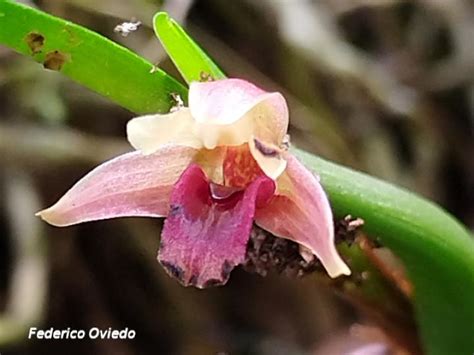 Maxillaria Costaricensis Ecos Del Bosque