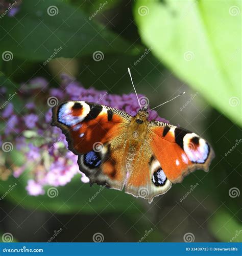 Peacock Stock Image Image Of Insect England Buddulia 33439733