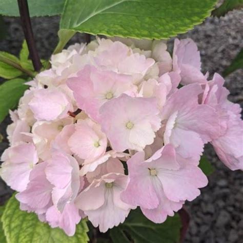 Mophead Hydrangea Hydrangea Macrophylla Onyx™ Flamingo In The Hydrangeas Database