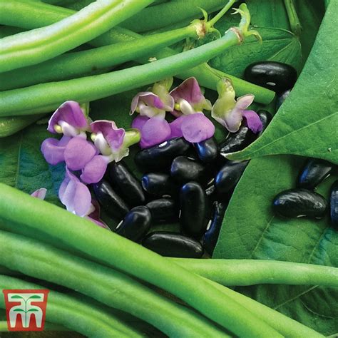Dwarf Bean Nautica Seeds Thompson And Morgan