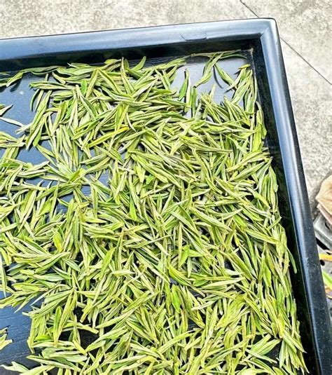 安吉白茶的制作工序 知乎