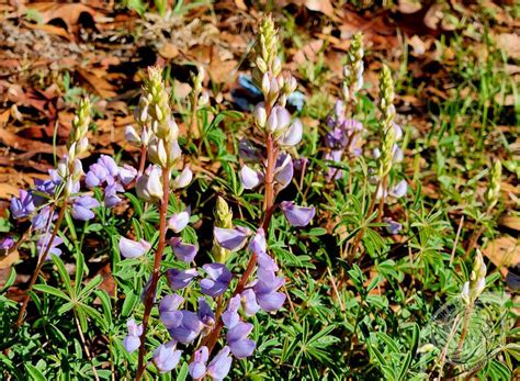 A Tiny Weed By Scenethroughmyeyes On Deviantart