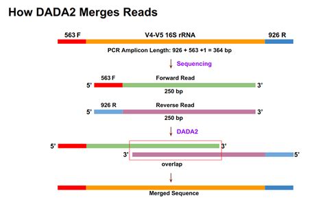 understanding dada2 parameters general discussion qiime 2 forum