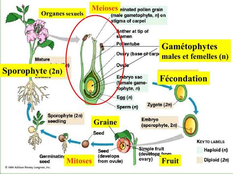 Ppt Reproduction Chez Les Plantes Powerpoint Presentation Free