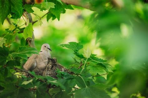 鳩の夢は幸運を暗示？15個の意味をつつかれる・捕まえる・エサをあげるなどパターン別に元占い師が解説！ ページ 2 4 365日