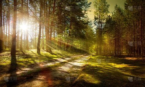 松树林中的小径素材 花瓣网