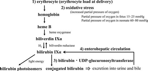 Bilirubin Metabolism Flow Chart