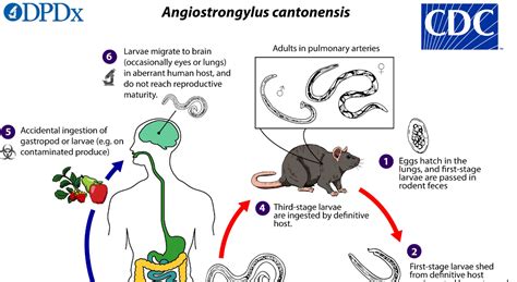 Penn State Food Safety Blog The Brain Infecting Rat Lungworm Identified In Georgia Rats