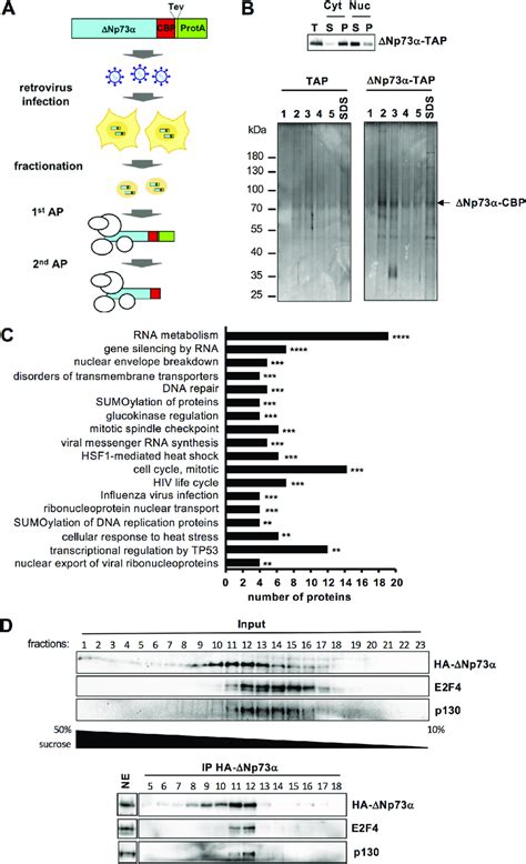 Proteomics Analyses In 38hk Identify The E2f4p130 Complex As A Partner