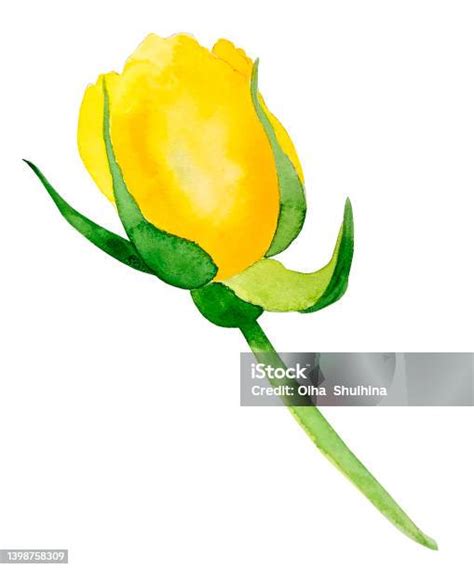 노란 장미 수채화 그림 꽃이 만발한 장미의 손으로 그린 새싹 식물 예술 엽서와 웨딩 디자인 개화기에 대한 스톡 벡터 아트 및